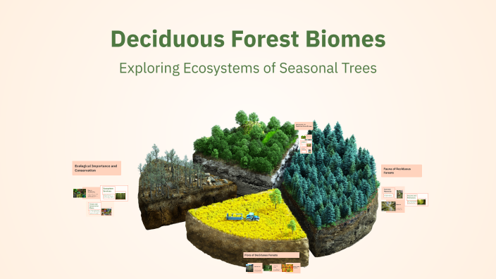 Deciduous Forest Biomes by Madison Jones on Prezi