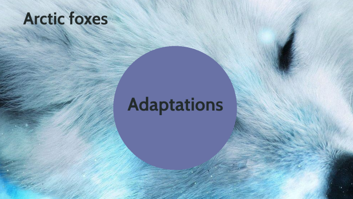 Arctic Fox Adaptations by Sophie Sanders on Prezi