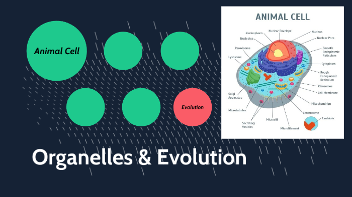Organelles and Evolution by Bailee Quinn on Prezi