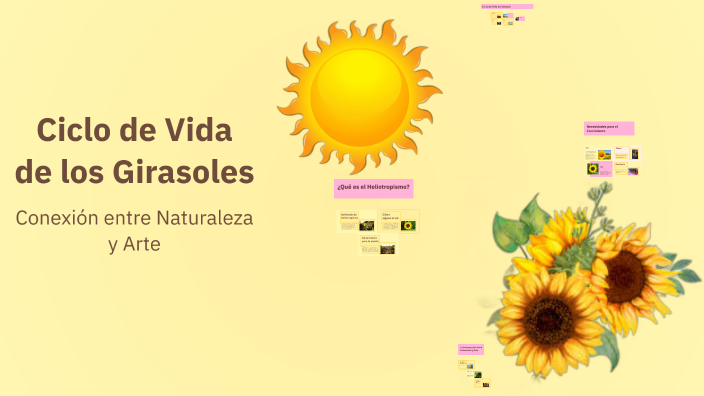 Ciclo de Vida de los Girasoles by Fátima Mejuto De Las Heras on Prezi