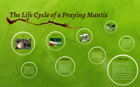 The Life Cycle of a Praying Mantis by Skye Bailes on Prezi