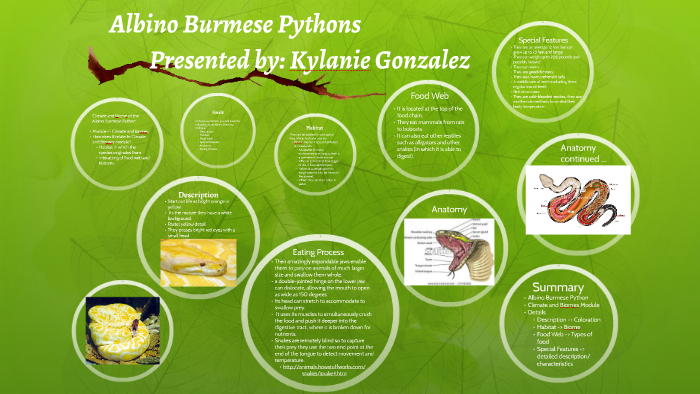 Albino Burmese Pythons by kiki gonzalez on Prezi