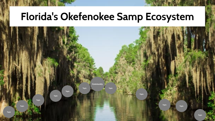 Florida's Ecosystem by Mashayla Plocher on Prezi