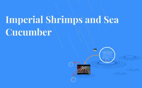 Imperial Shrimps and Sea Cucumber by ariel wainer on Prezi