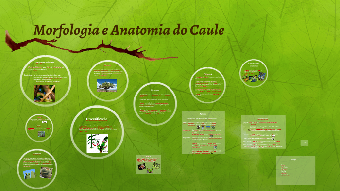 Anatomia do Caule by felipe ivo on Prezi