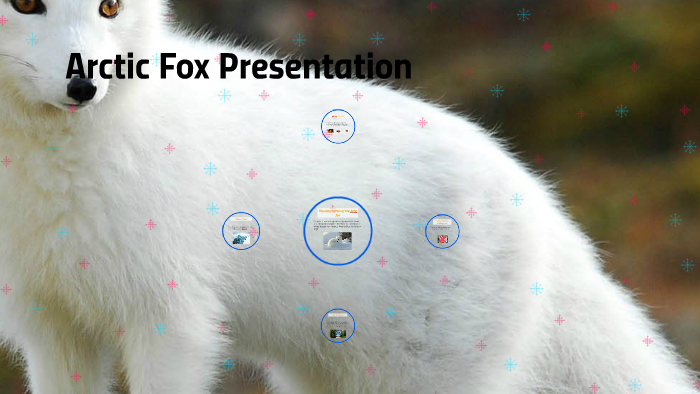 Artic Fox Presentation by Raashee M.