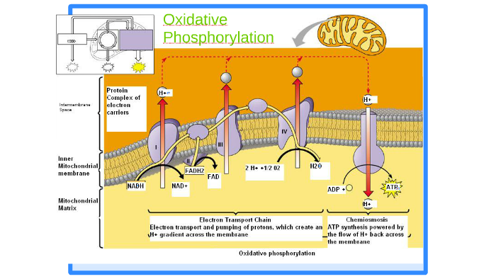 NADH and FADH2 by Perrin Milliken on Prezi