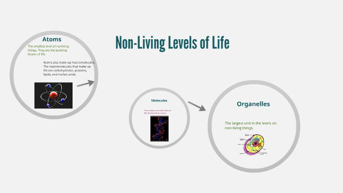 Levels of life by on Prezi