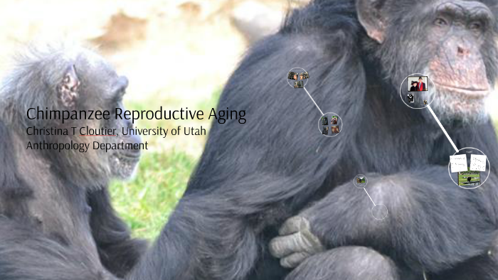 Chimpanzee Reproductive Aging by Tina Cloutier on Prezi