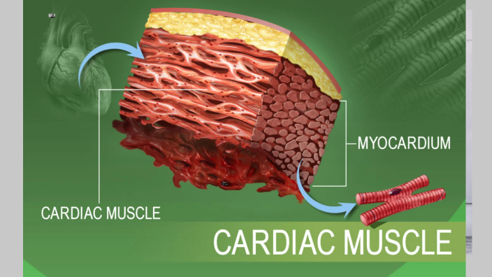 CARDIC MUSCLES by Haidr ali on Prezi