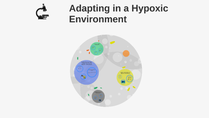 Adapting in a hypoxic environment by gracie kapuschinsky on Prezi