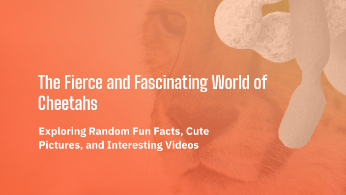 The Fierce and Fascinating World of Cheetahs by Maddie Brown on Prezi