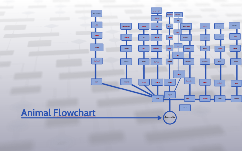 Animal Flowchart by Christopher Kelly on Prezi