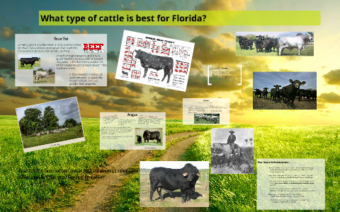 The Florida Rancher : Brahman vs Angus Cattle by on Prezi