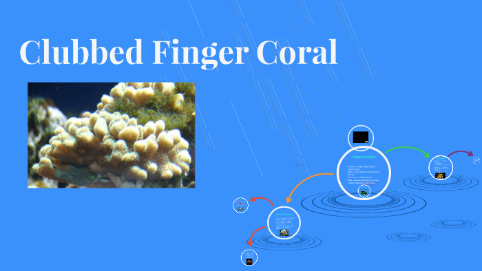 Clubbed Finger Coral by Brittney Maxwell on Prezi