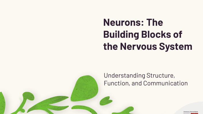 Neurons: The Building Blocks of the Nervous System by Aaruhi Deshmukh ...
