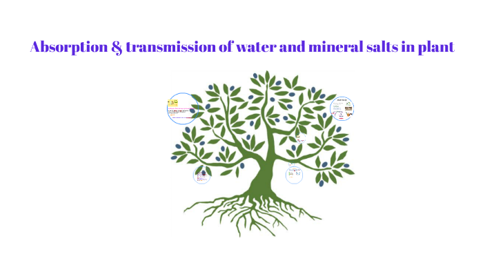 Absorption & trasmission of water and mineral salts in plant by Aya ...