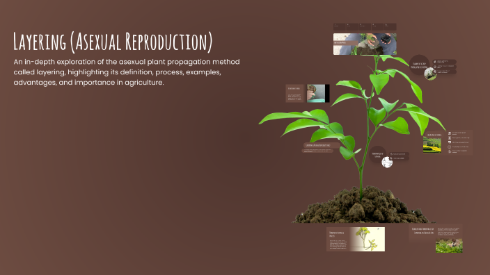 Layering (Asexual Reproduction) by Rajin Latchman on Prezi