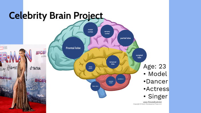 celebrity brain diagram by Abdulmajid Shahin on Prezi