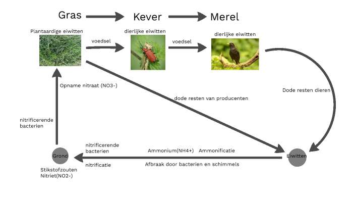 Stikstofkringloop by Sander Wage on Prezi