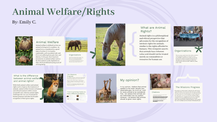 Animal Welfare/Rights by Emily Constanza on Prezi