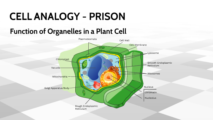 Cell Analogy - Prison by BOothereisa Ghost on Prezi