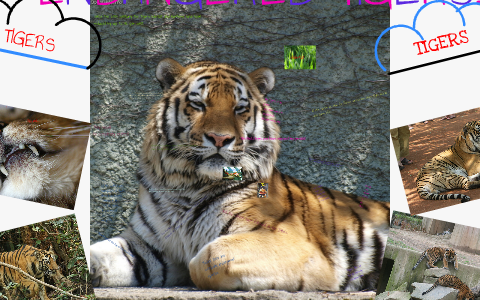the endangered tiger demi by Janine Clarke on Prezi