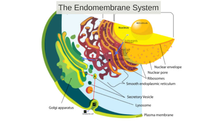 A walk through the endomembrane system by Amy Camire on Prezi