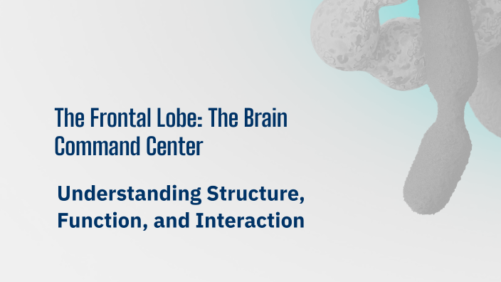 The Frontal Lobe: The Brain Command Center by Soham Soni on Prezi