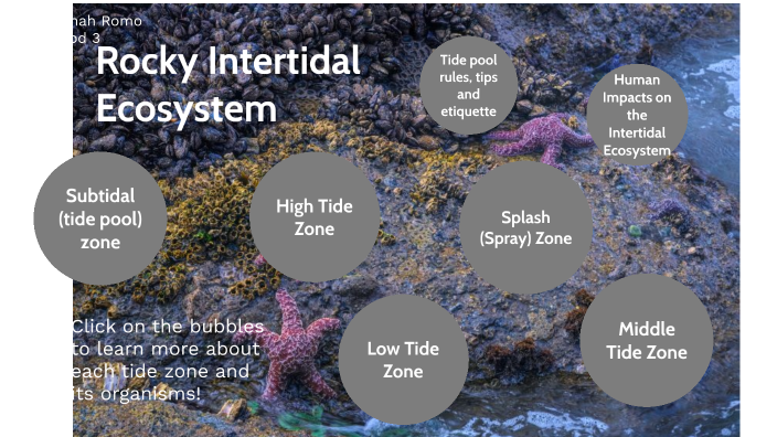 Teaching Children about the Rocky Intertidal Ecosystem by Hannah J ...