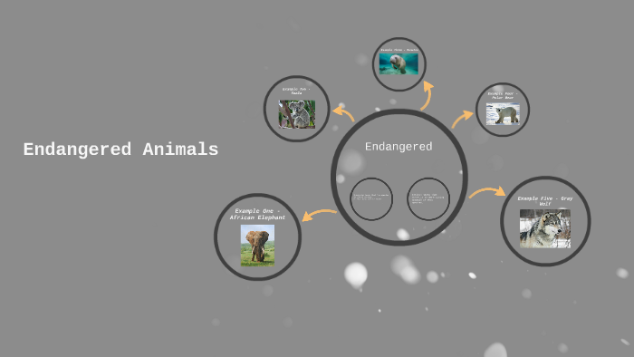 Endangered Animals by on Prezi