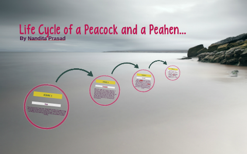 Peacock and Peahen Life cycle by Nandita Prasad on Prezi