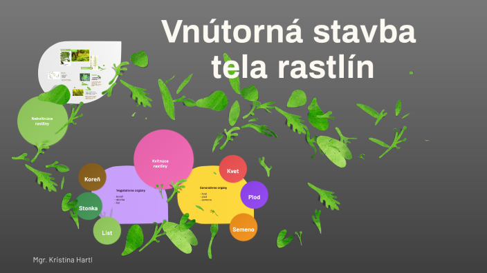 Stavba tela kvitnúcich rastlín (Mgr. Hartl) by Kristína Hartl on Prezi
