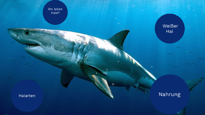 Hai Präsentation by Adrian Haubold on Prezi