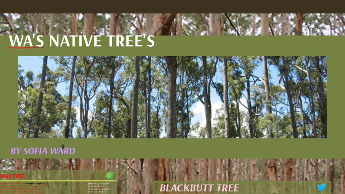 WA'S NATIVE TREE'S by cheetah savannah