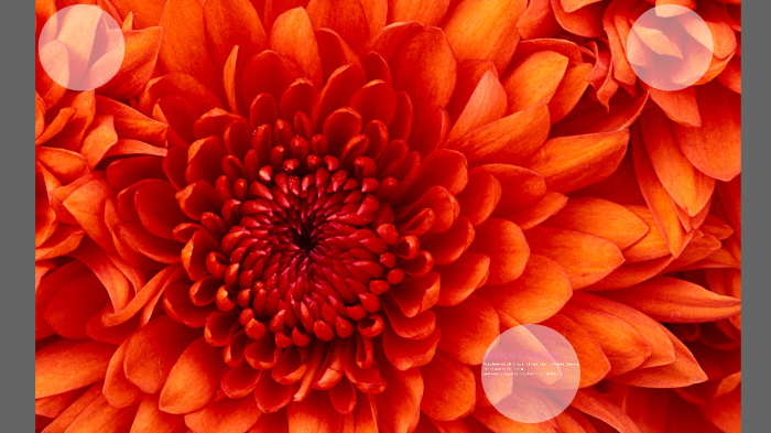 Royal Family by Shai Anthony Witter on Prezi