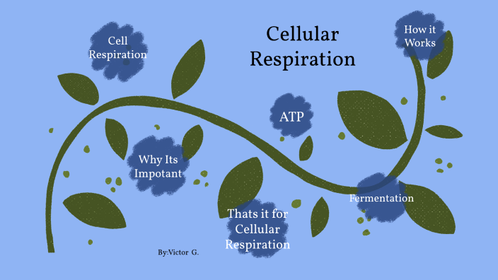 Cell Respiration Mini-Project by Victor Gaona on Prezi