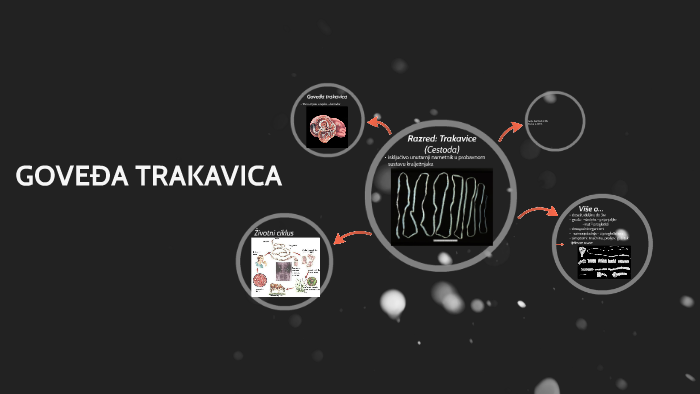 GOVEĐA TRAKAVICA by Laura Ivankovic on Prezi