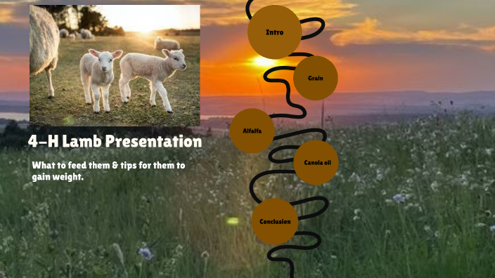 4-H Lamb Presentation by Olivia Dudley on Prezi