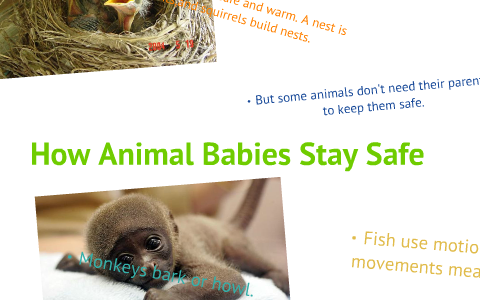 How Animal Babies Stay Safe by Songyon Oh on Prezi