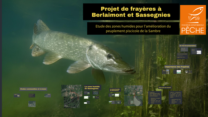 Projet de frayères à Berlaimont et Sassegnies by Schalk Justin on Prezi