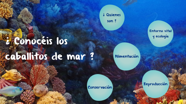 Caballitos de mar_SeaHorse Project by Maélanne REVOL on Prezi