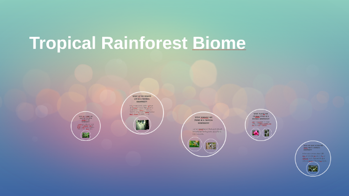 Tropical Rainforest Biome by Eryn Moore on Prezi