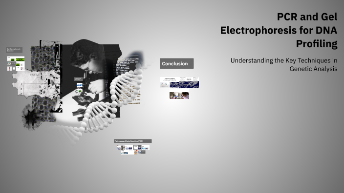 PCR and Gel Electrophoresis for DNA Profiling by amina elnour on Prezi