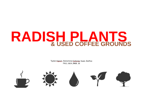 Radish Plants & Used Coffee Grounds by Taylor Aguon on Prezi