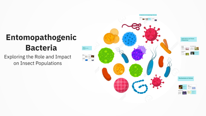 Entomopathogenic Bacteria by Rihab Sebti on Prezi
