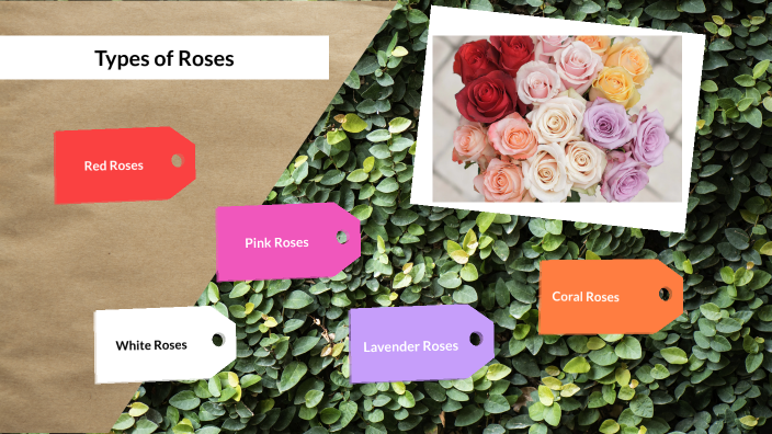 Types of Roses by PAKCHIRAT RAXBUMROONG on Prezi