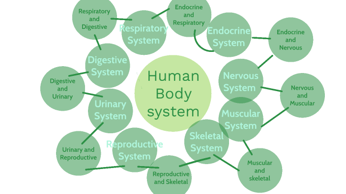 Human body systems by Lizzet Jaramillo on Prezi