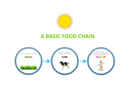 A Basic Food Chain by Frankie Ridler on Prezi