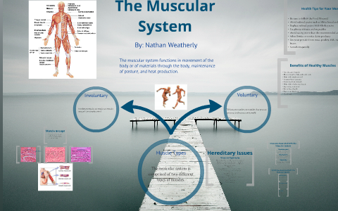 The Muscular System by Nathan Weatherly on Prezi